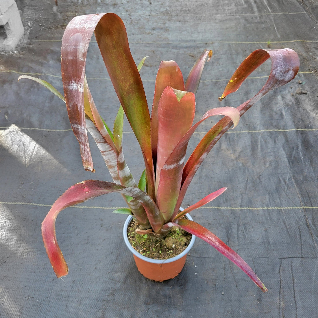 Billbergia vittata 'Ralph Graham French' – Rainforest Flora