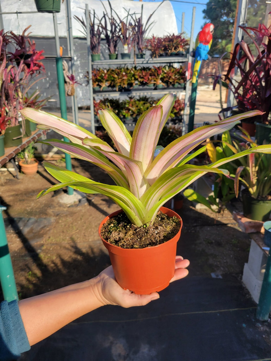 Neoregelia collection - Rainforest Flora