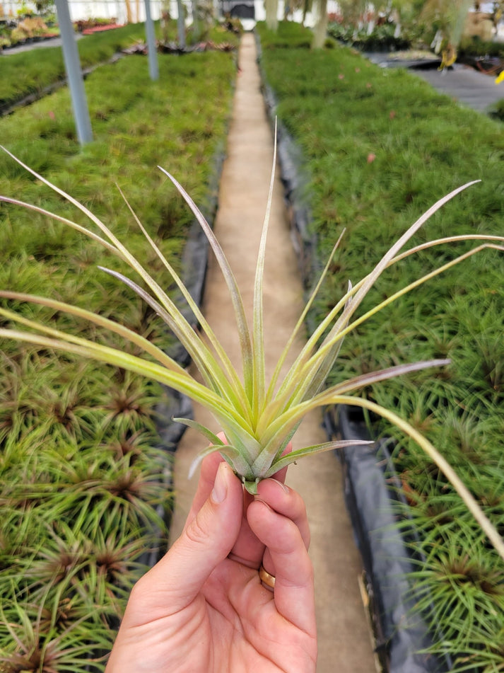Tillandsia 'Houston Colossus' – Rainforest Flora