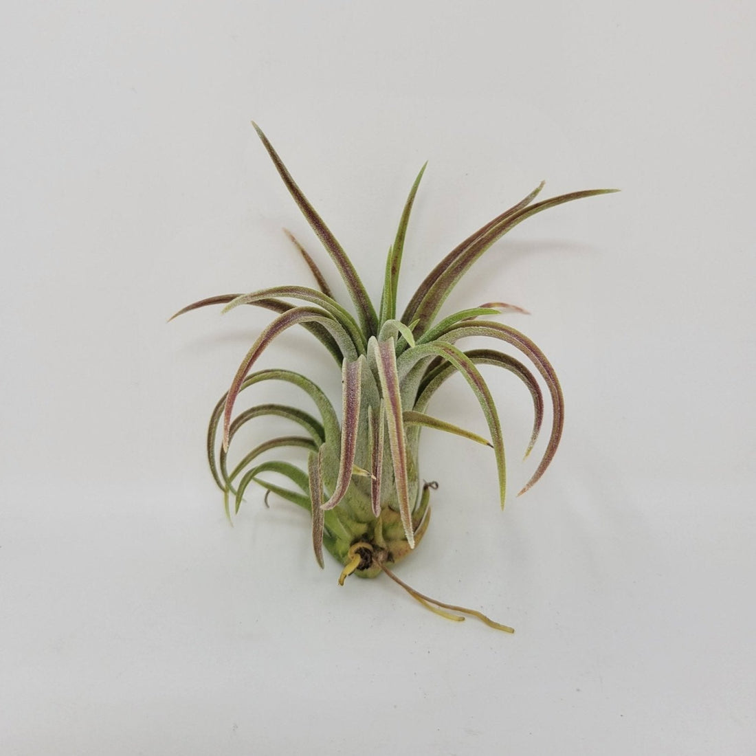 Tillandsia 'Little Thunder' – Rainforest Flora