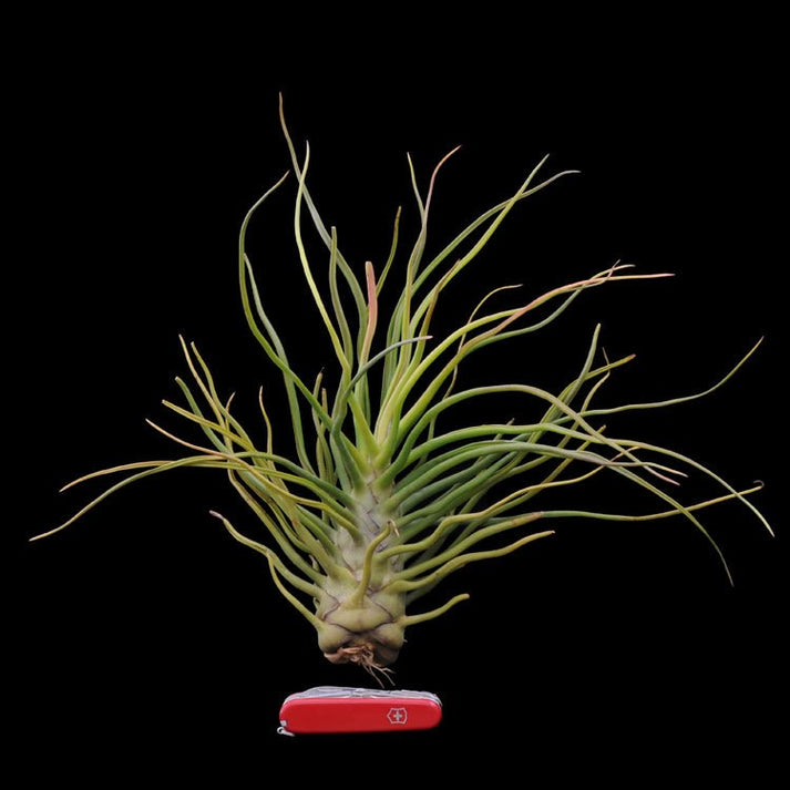 Tillandsia 'Showtime' (T. bulbosa X T. streptophylla) – Rainforest Flora
