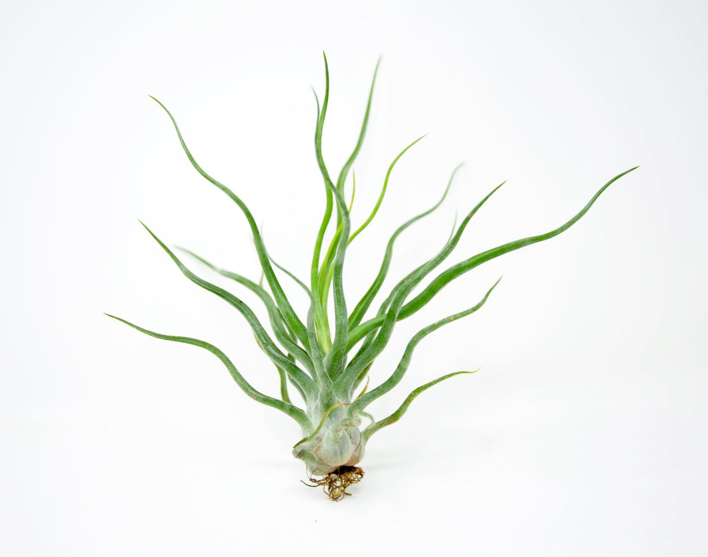 Collections – Rainforest Flora
