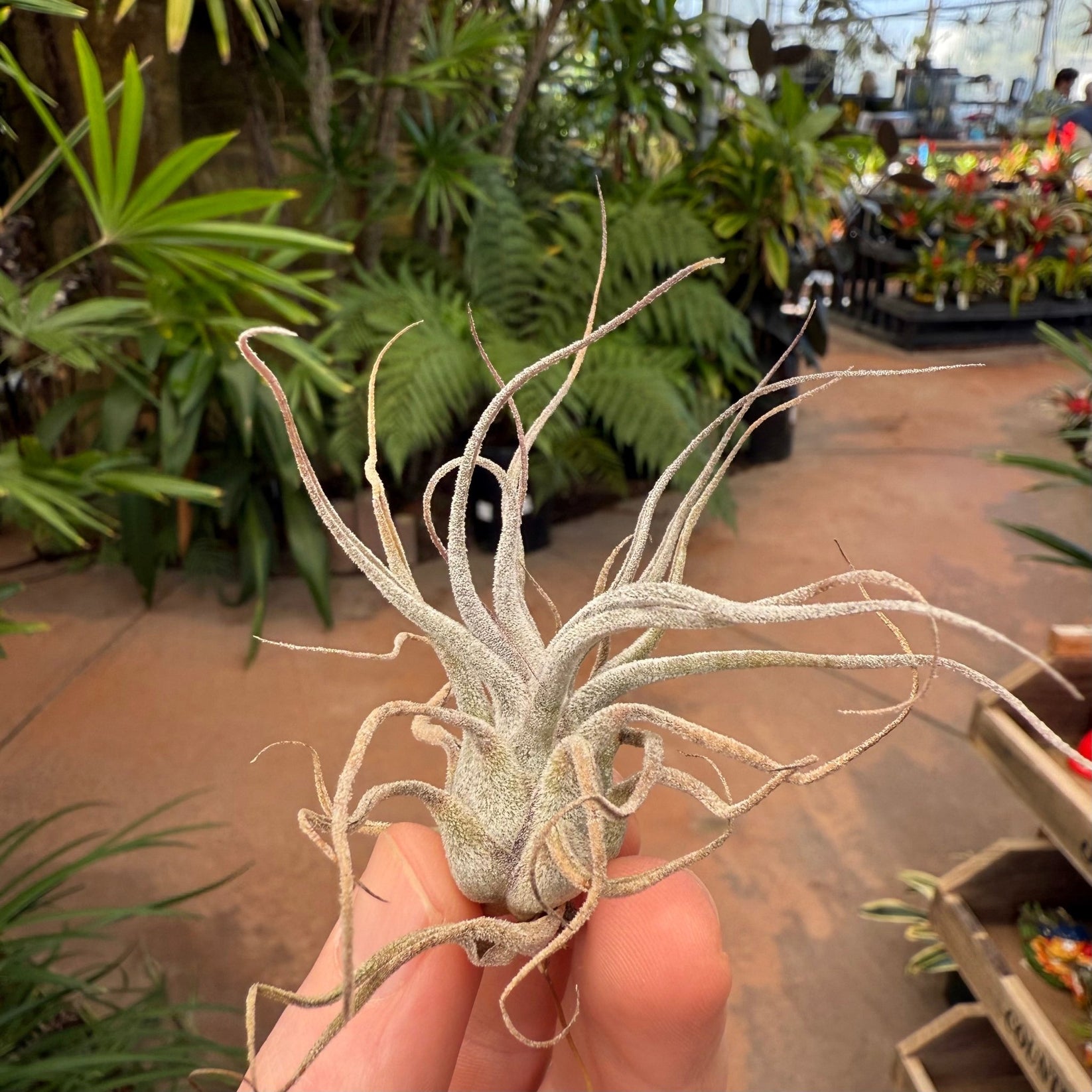 Tillandsia 'Ty' (T. ehlersiana X T. bulbosa) – Rainforest Flora