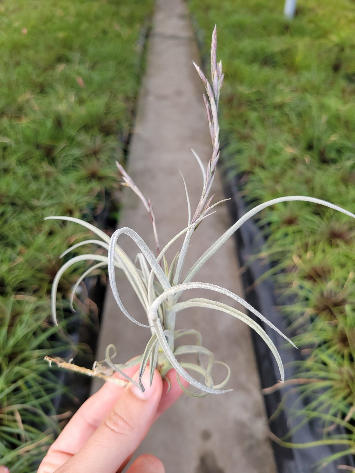 Tillandsia 'Wonga' (T. mallemontii x T. duratii) – Rainforest Flora