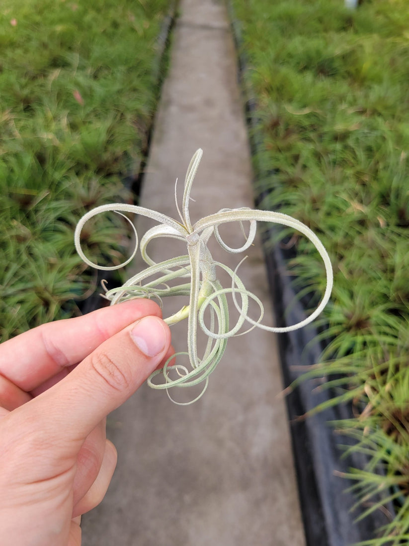 Tillandsia 'Wonga' (T. mallemontii x T. duratii) – Rainforest Flora